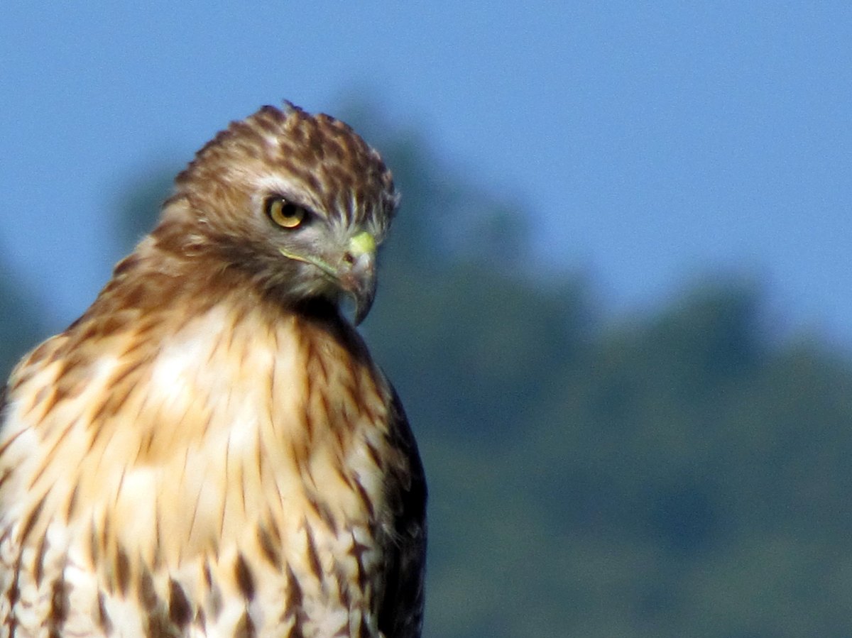 Hawks In the Hallway — Real Hawks | The Scribe